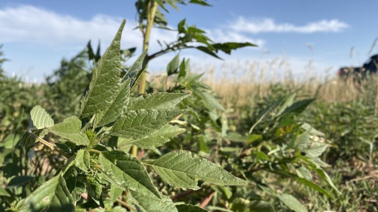 Basf participó de un importante lanzamiento en el Congreso de Malezas ...